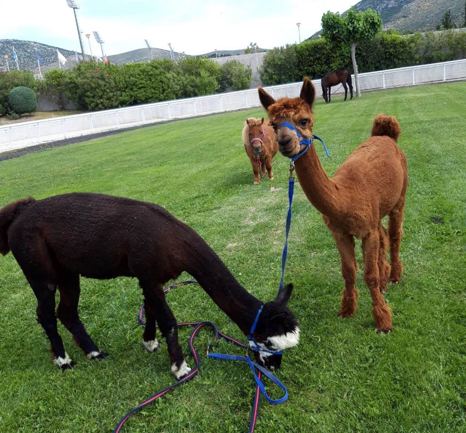 Markopoulo Park: Οκτώ δυνατές κούρσες και τζακ ποτ στο Σκορ 6