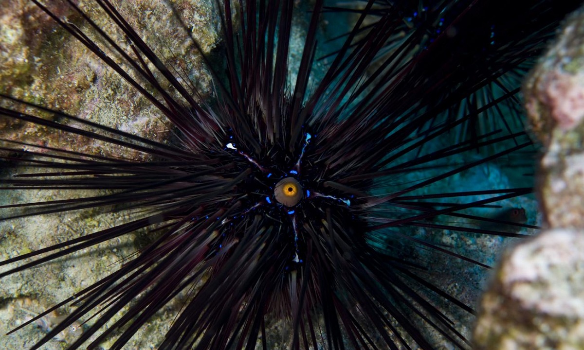 Δηλητηριώδης αχινός: Έφτασε στις ελληνικές θάλασσες από τον Ειρηνικό